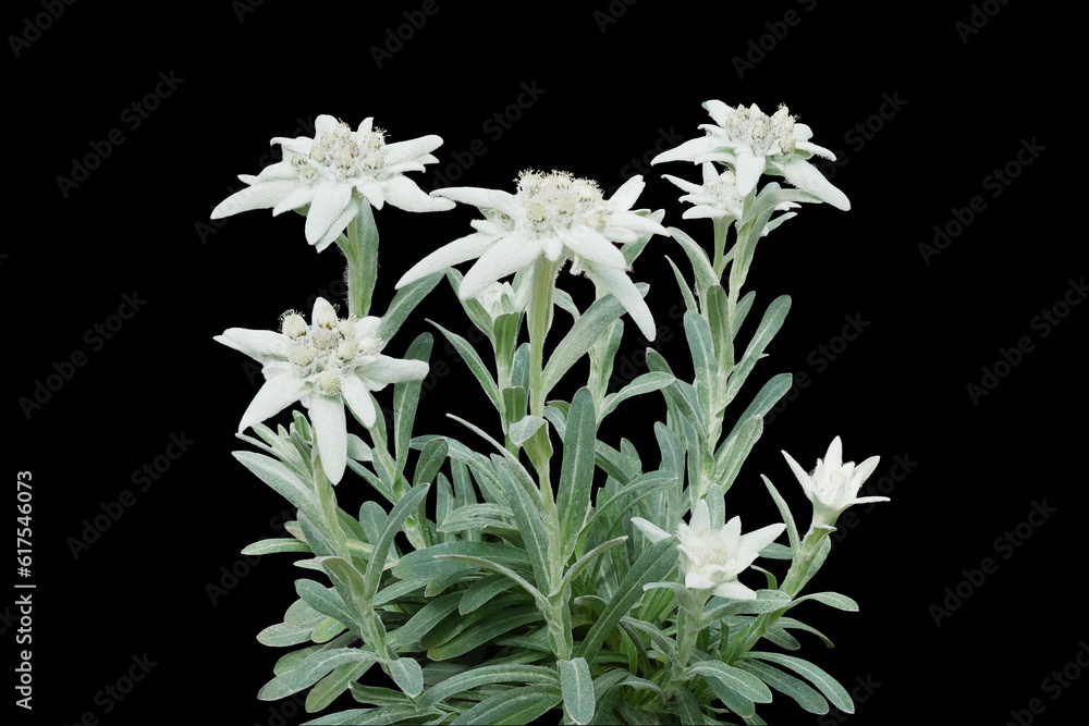 Group of Edelweiss flowers with furry petals and leaves on black ...