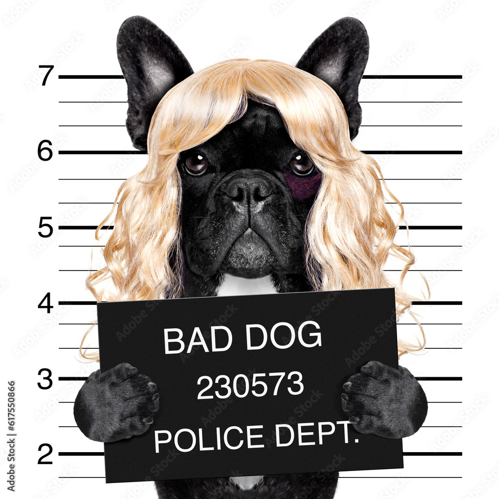 diva lady girl dog posing for a lovely mugshot, as a criminal and thief ...