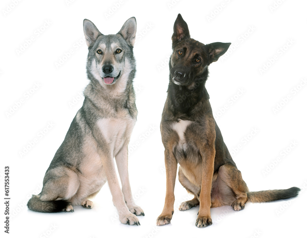 belgian shepherd malinois and wolf dog in front of white background ...