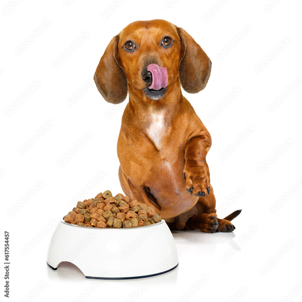 hungry dachshund sausage dog licking with tongue with healthy food bowl ...