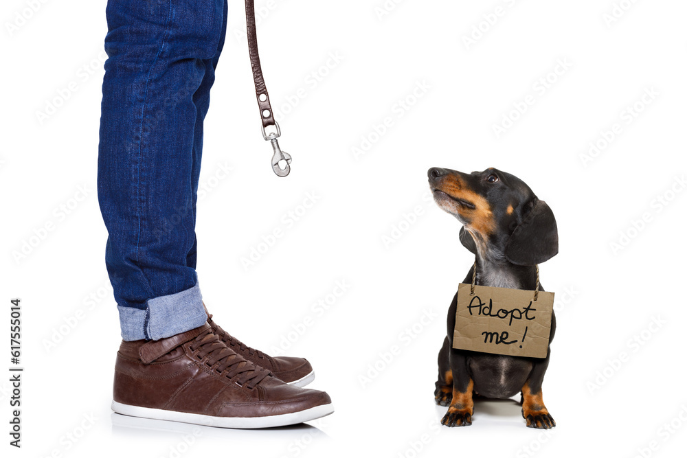 lost and homeless dachshund sausage dog with cardboard hanging around ...