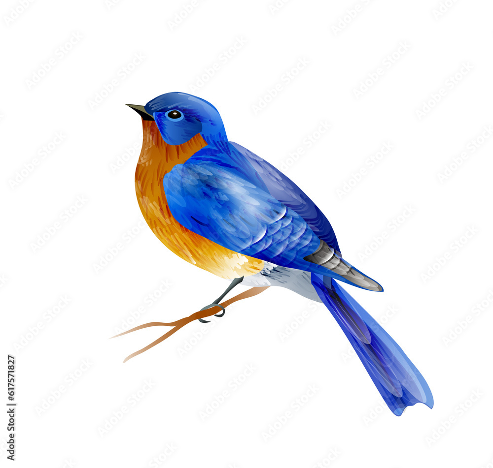 Bird of Spring eastern bluebird vector isolated on white background ...