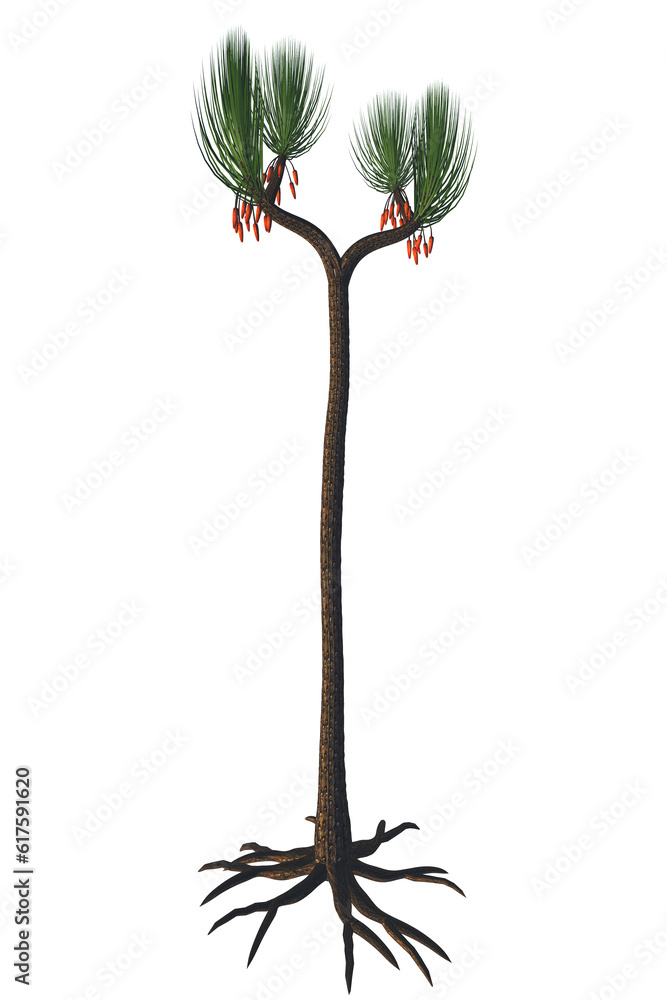 Sigillaria trees lived from the Carboniferous to the early Permian in ...