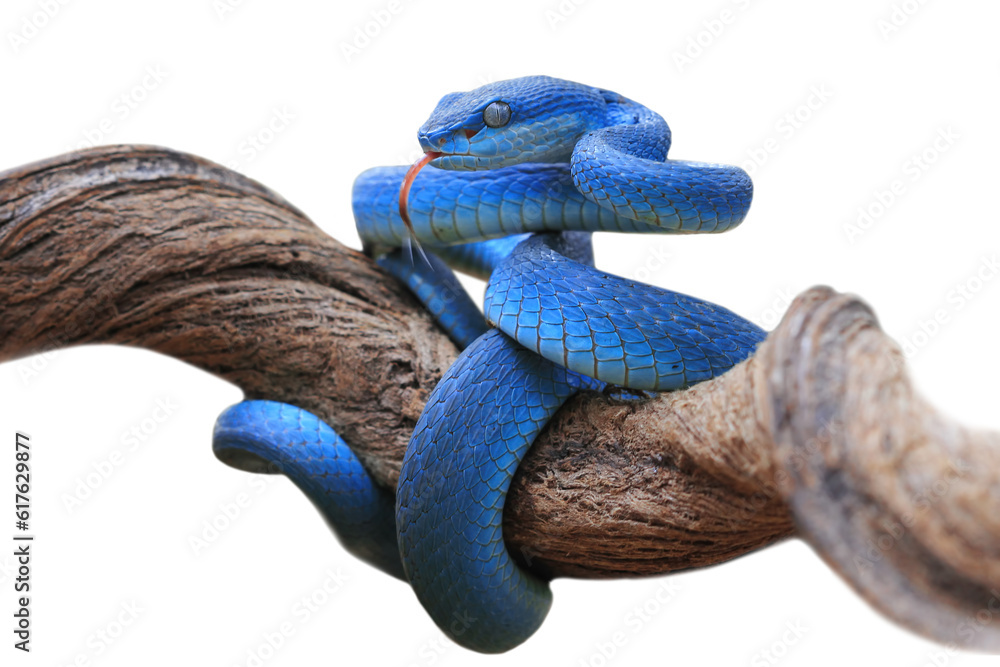 Blue viper snake closeup face, viper snake, blue insularis ...