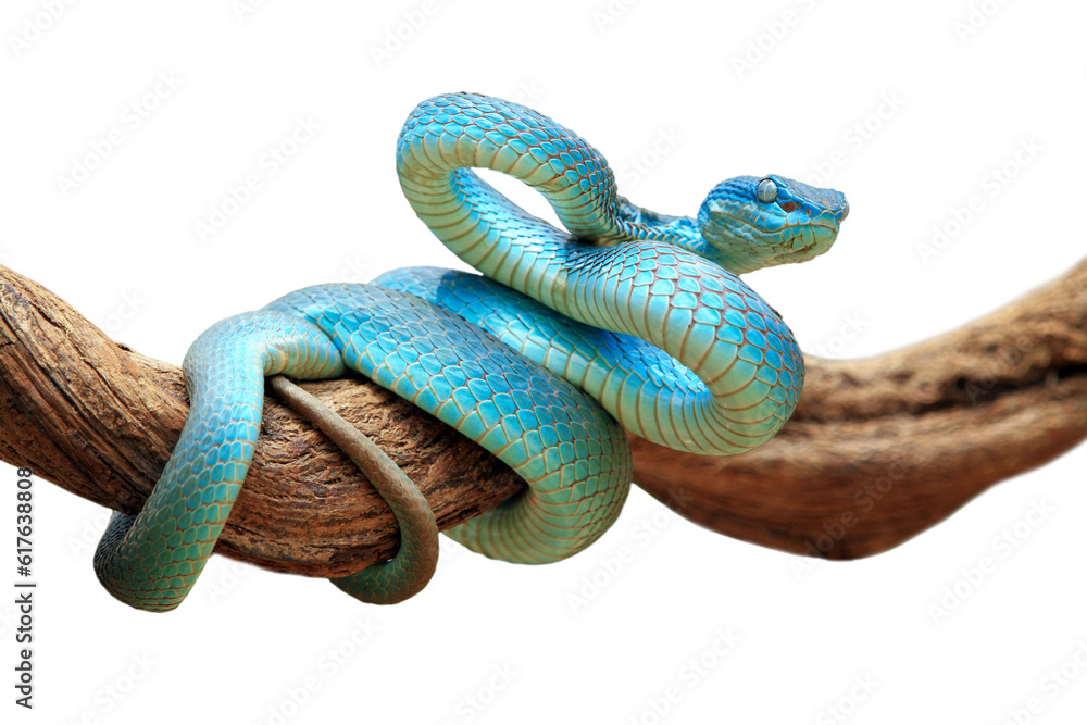 Blue viper snake closeup face, viper snake, blue insularis ...