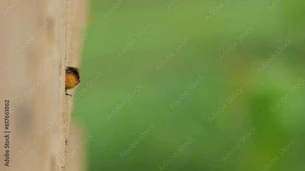 Rusty red mason bee (Osmia bicornis) emerges backwards from the brood ...