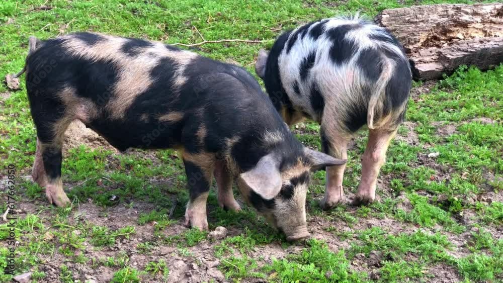 The Linderoed pig is an unimproved breed of domestic pig in Scania ...