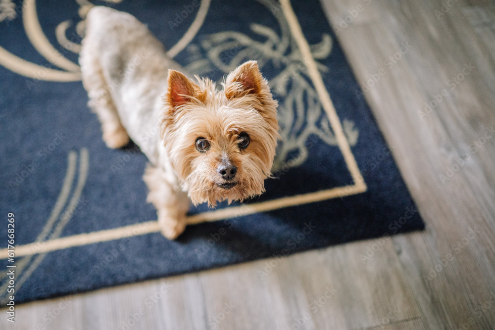 yorkshire terier, yorkie, purebred dog, beautiful little, long haired ...
