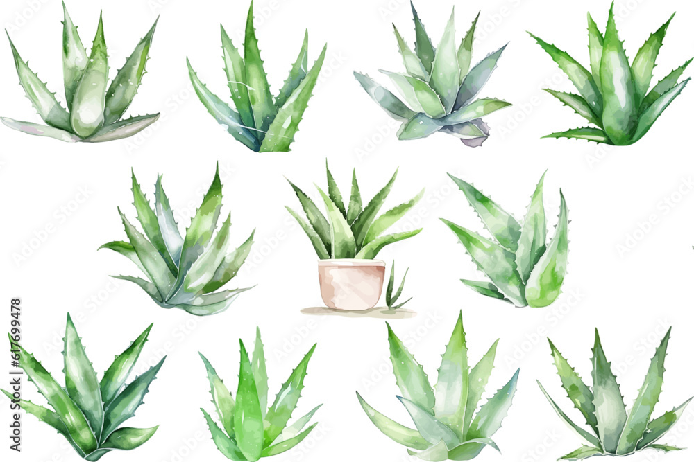 Set Watercolor vector pine tree illustration, isolated white background ...