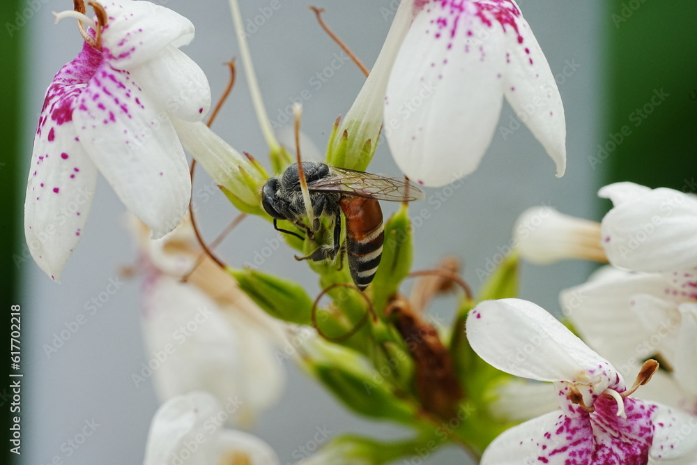Apis florea, commonly known as the dwarf honeybee or the red dwarf ...
