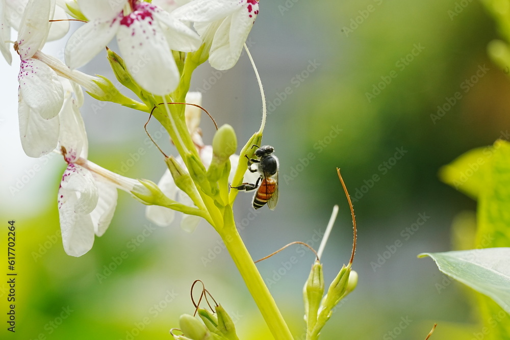 Apis florea, commonly known as the dwarf honeybee or the red dwarf ...