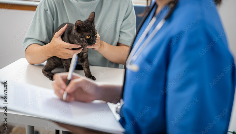Professional vet doctor helps cat. owner cat holding pet on hands. Cat ...