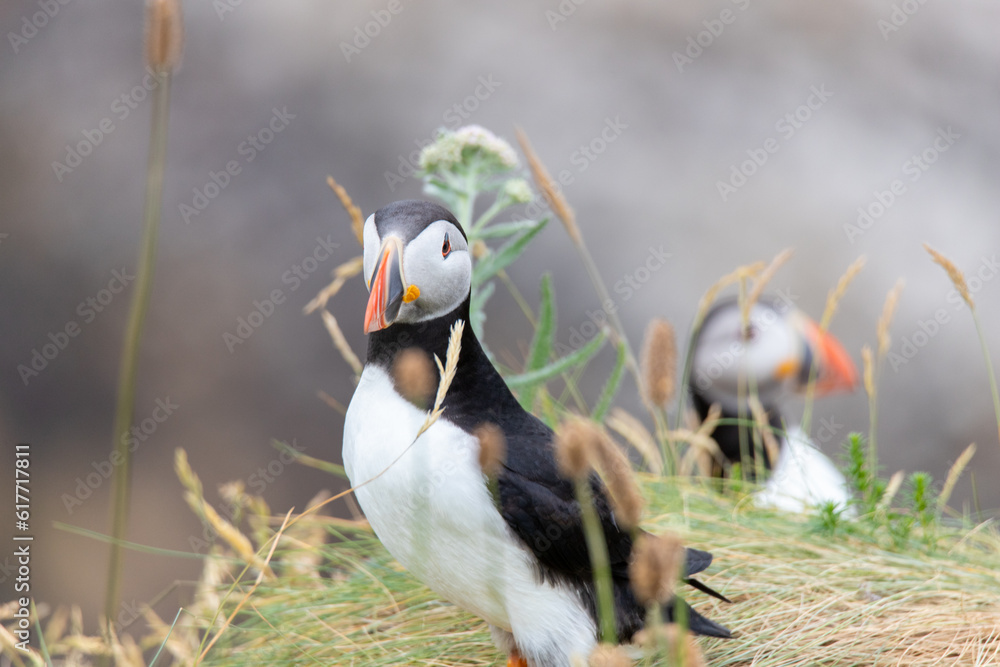 Foto de This photo shows a beautiful puffin or also named sea parrot ...