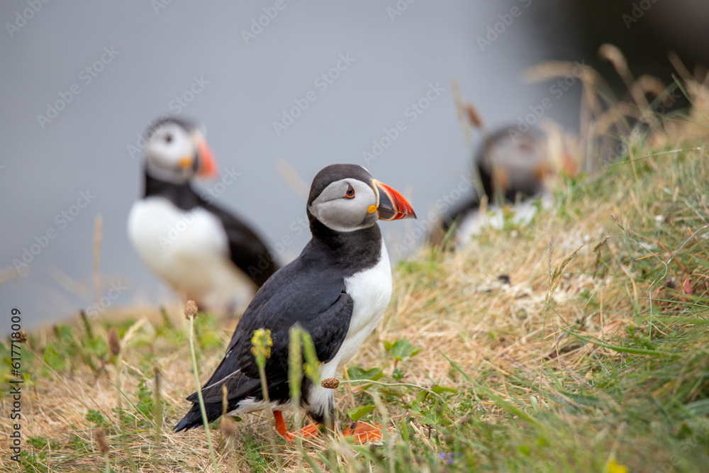 This photo shows a beautiful puffin or also named sea parrot which is a ...
