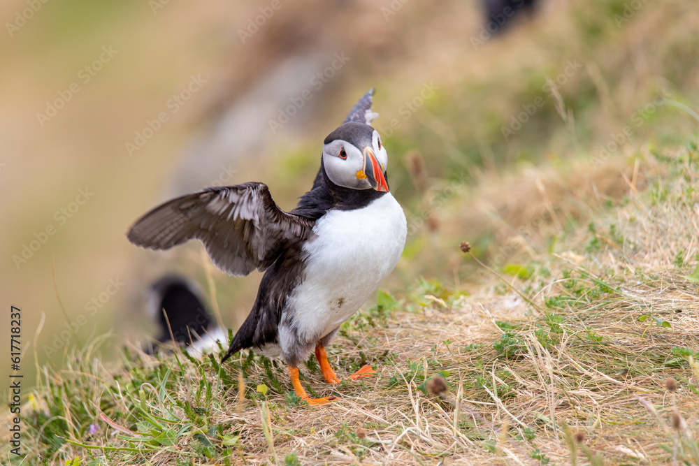 This photo shows a beautiful puffin or also named sea parrot which is a ...