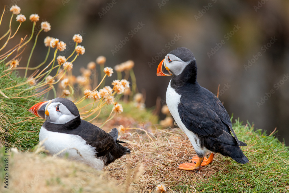 This photo shows a beautiful puffin or also named sea parrot which is a ...