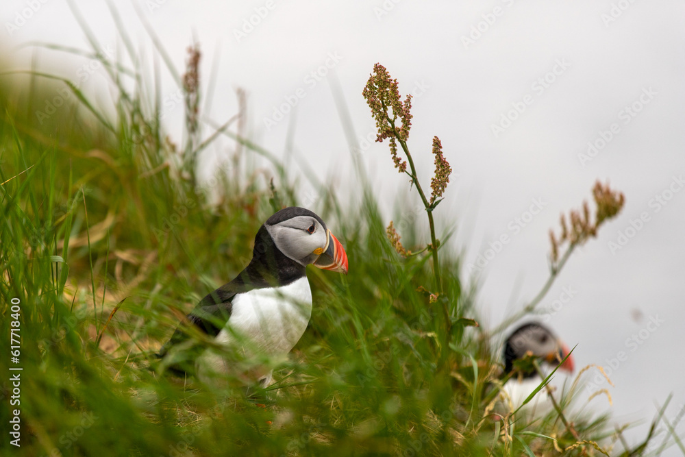 This photo shows a beautiful puffin or also named sea parrot which is a ...