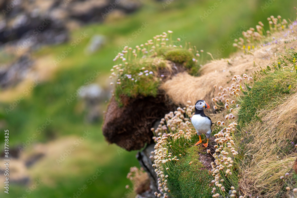 This photo shows a beautiful puffin or also named sea parrot which is a ...