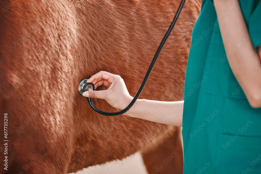 Foto de Horse, woman veterinary and stethoscope in hand outdoor for ...