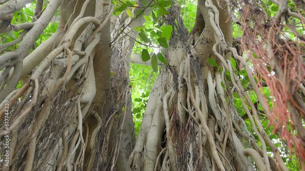 The Ficus benghalensis, also known the as Banyan Tree, has a complex ...