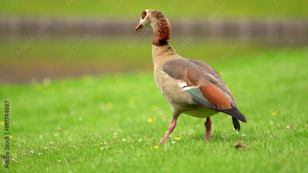 Vídeo do Stock: 4K close up video with a Nile Egyptian Goose (Alopochen ...