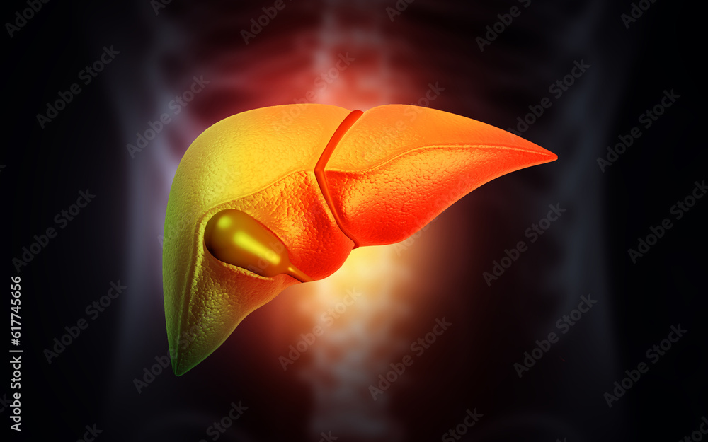 Human liver anatomy on scientific background. 3d illustration Stock ...