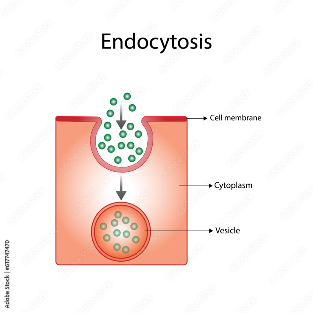 Endocytosis. cellular transport of molecules into the cell. Vector ...