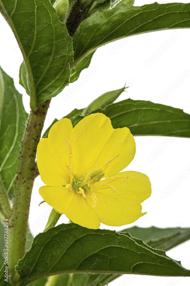 Oenothera biennis, common evening-primrose, evening star, sundrop ...