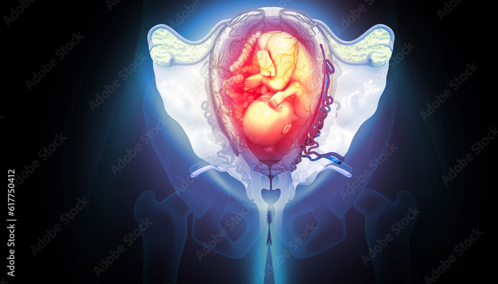Anatomy of Fetus in Utero. 3d illustration ilustração do Stock | Adobe ...