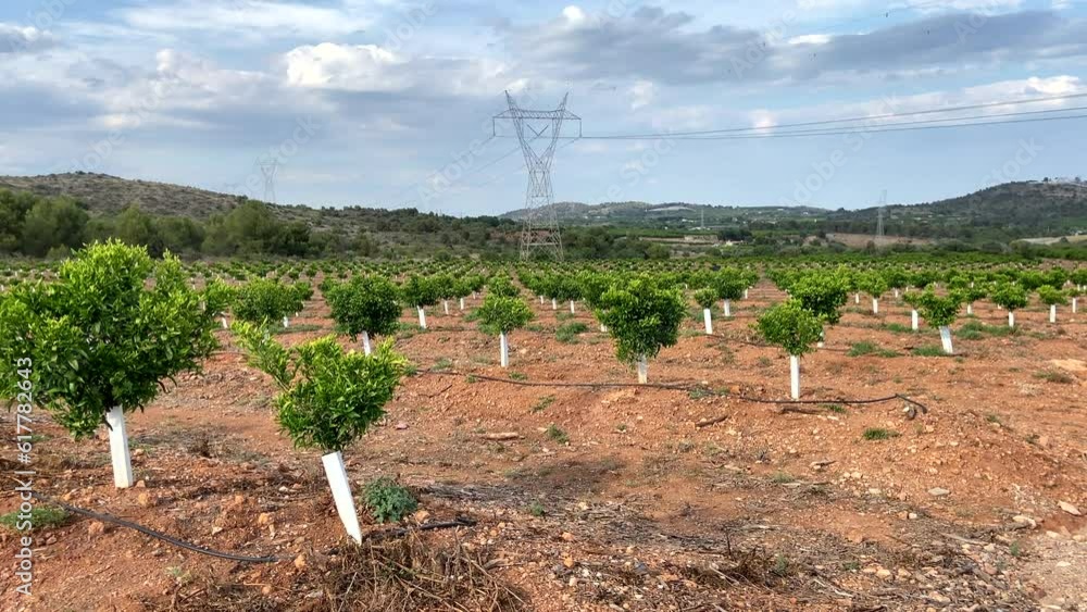 Planting a tree. Mandarin tree growing at farm field. Orange mandarin ...