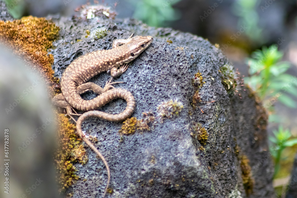 Lizard on the hunt for insects on a hot volcano rock warming up in the ...