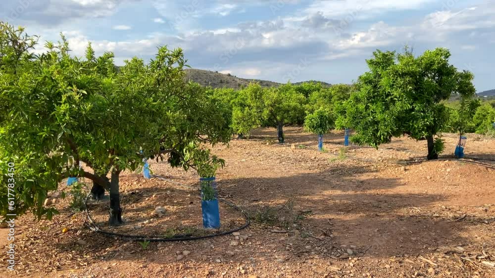Planting a tree. Mandarin tree growing at farm field. Orange mandarin ...