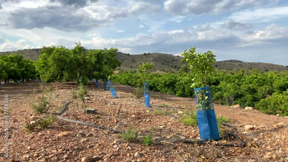 Planting a tree. Mandarin tree growing at farm field. Orange mandarin ...