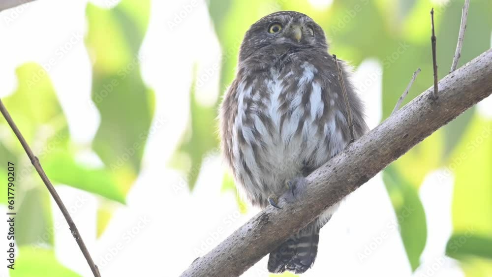 A ferruginous pygmy owl (Glaucidium brasilianum) perched on a tree and ...