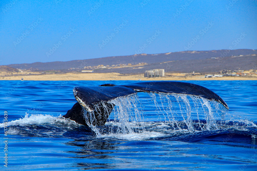 Tail of a humpback whale emerging from the deep sea waters of Cabo San ...