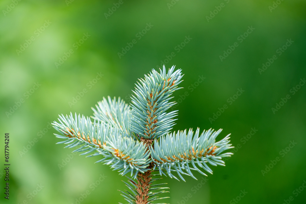 Fluffy blue spruce Glauca Globosa with new soft vegetation needles ...