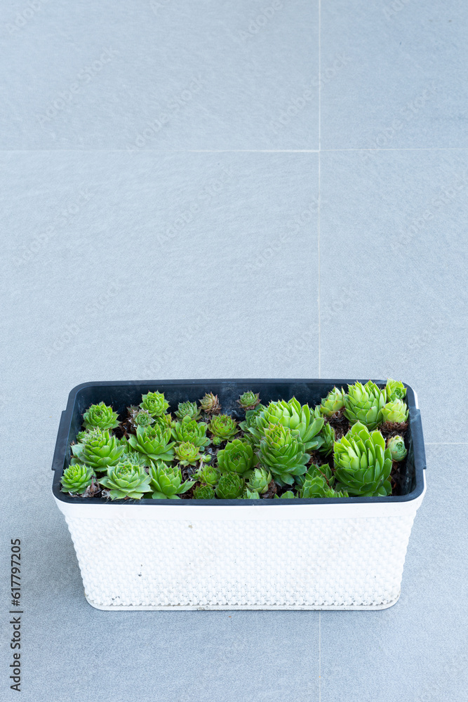 Attractive rosettes of Sempervivum ruthenicum, forever alive, Succulent ...