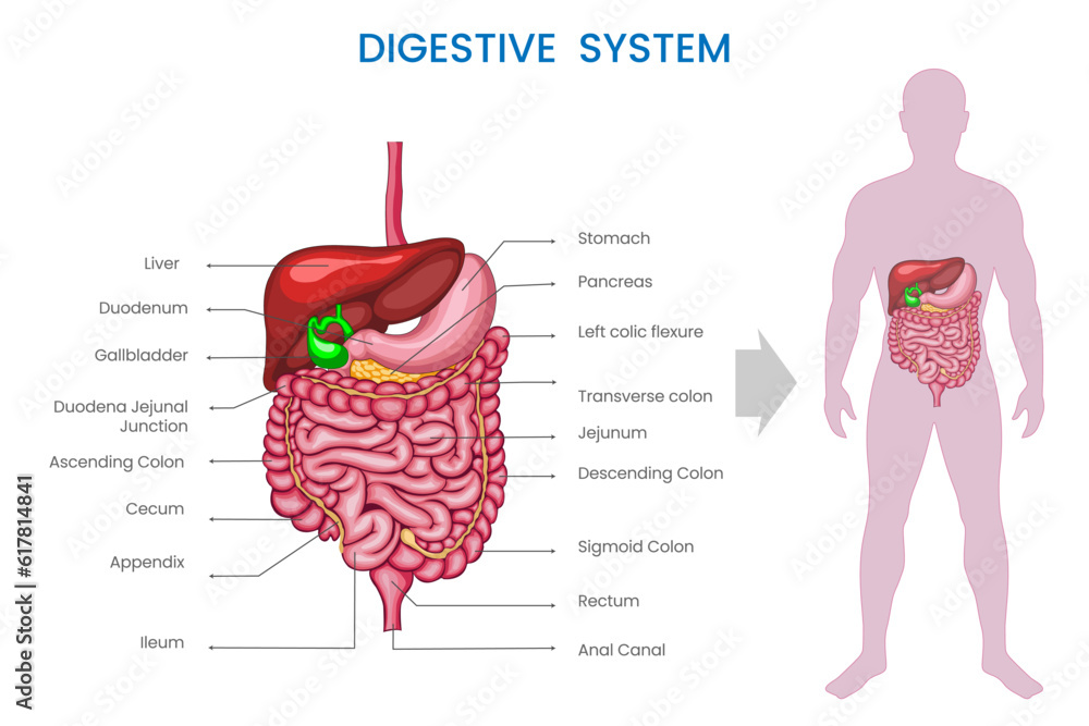 The structure of the digestive system includes the mouth, esophagus ...