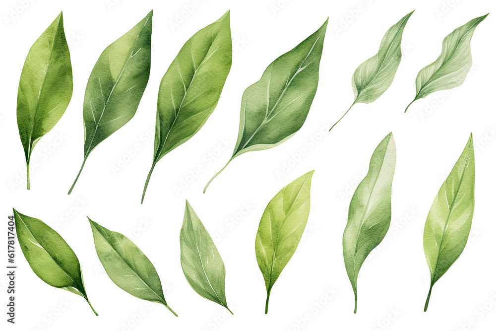 Watercolor Matcha Green tea elements leaves objects isolated on clear ...