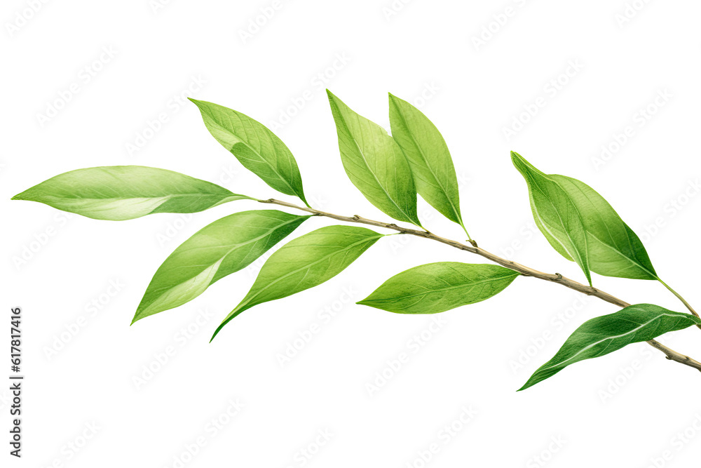 Watercolor Matcha Green tea elements leaves objects isolated on clear ...