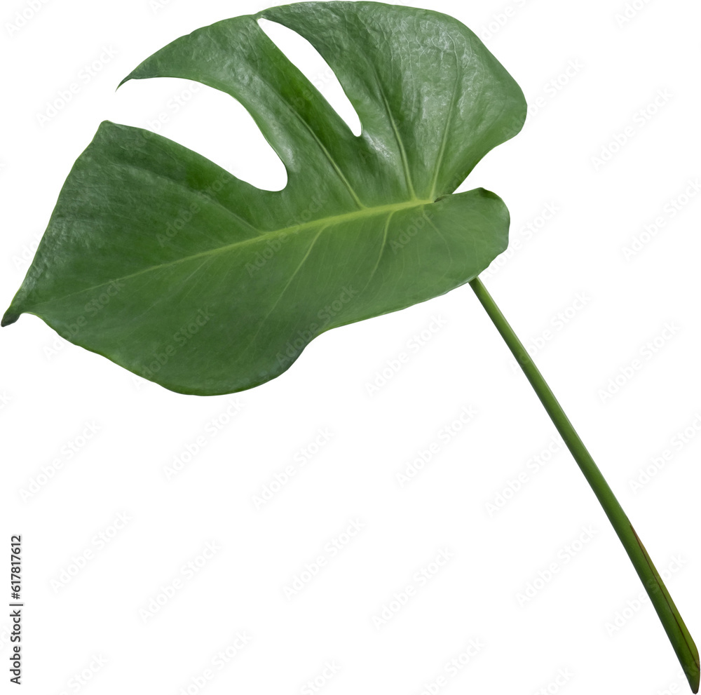 monstera leaf cut out on transparent background. Stock Photo | Adobe Stock