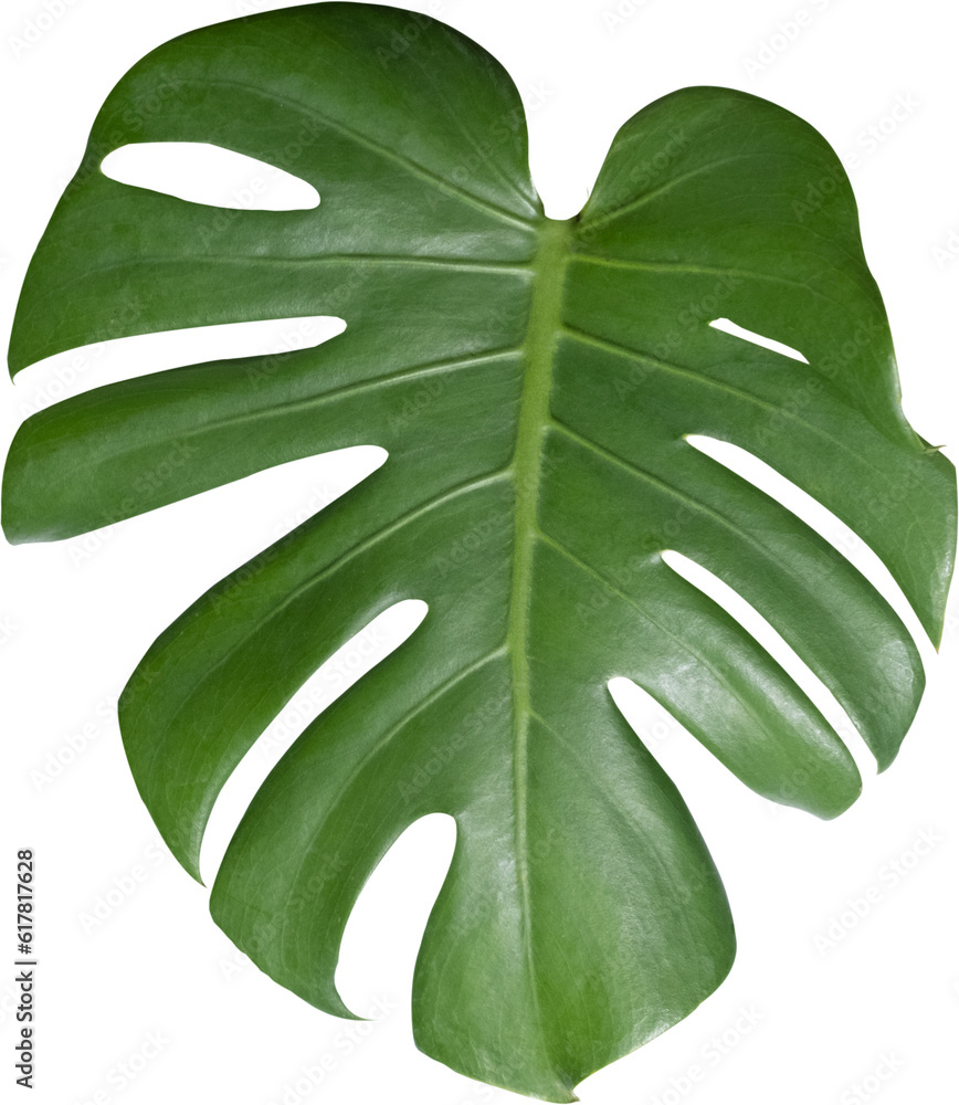 monstera leaf cut out on transparent background. Stock Photo | Adobe Stock