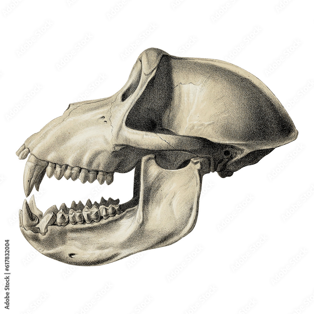 Primal Fear: Monkey Skull Scientific Illustration Spooky Jungle Animal ...