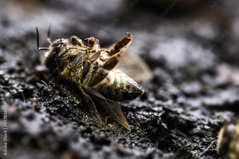 Macro image of a dead bee on a leaf of a declining beehive, plagued by ...