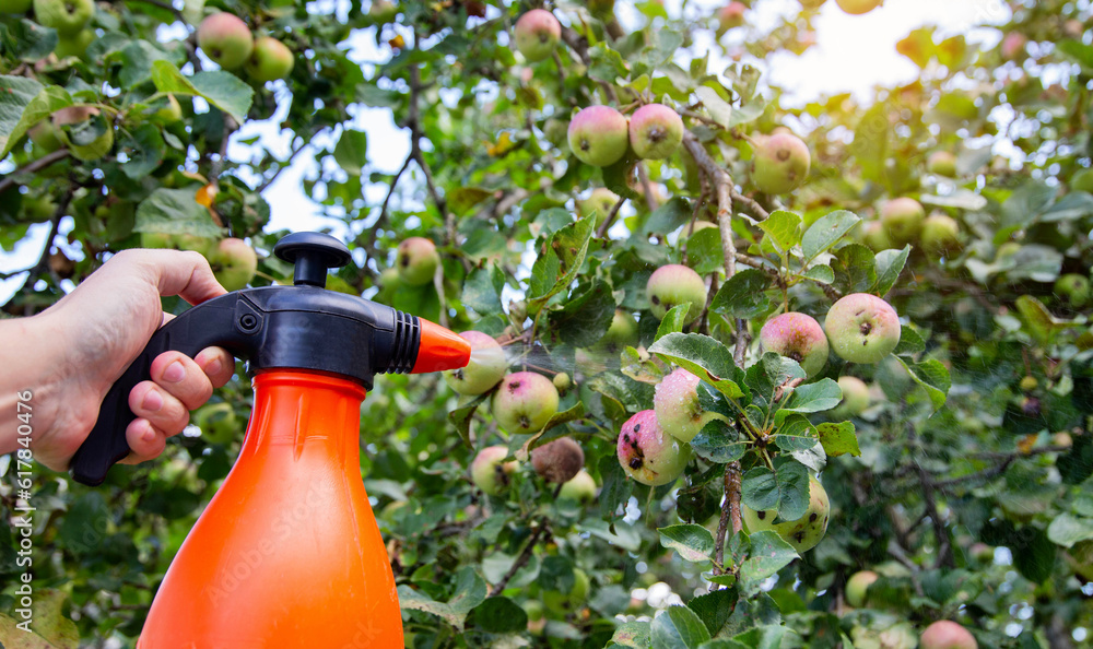 Spraying an apple tree with fruits from codling moth and aphids ...