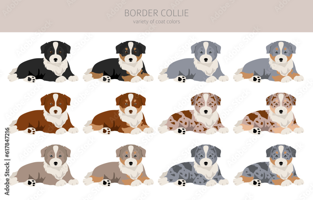 Border collie puppies clipart. All coat colors set. All dog breeds ...