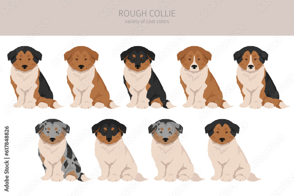 Rough collie puppies clipart. Different poses, coat colors set Stock ...