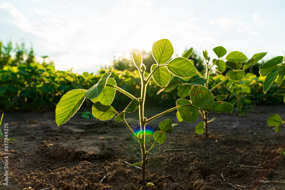 Soybean plantation. Growing soybeans plant against sunlight. Soy field ...