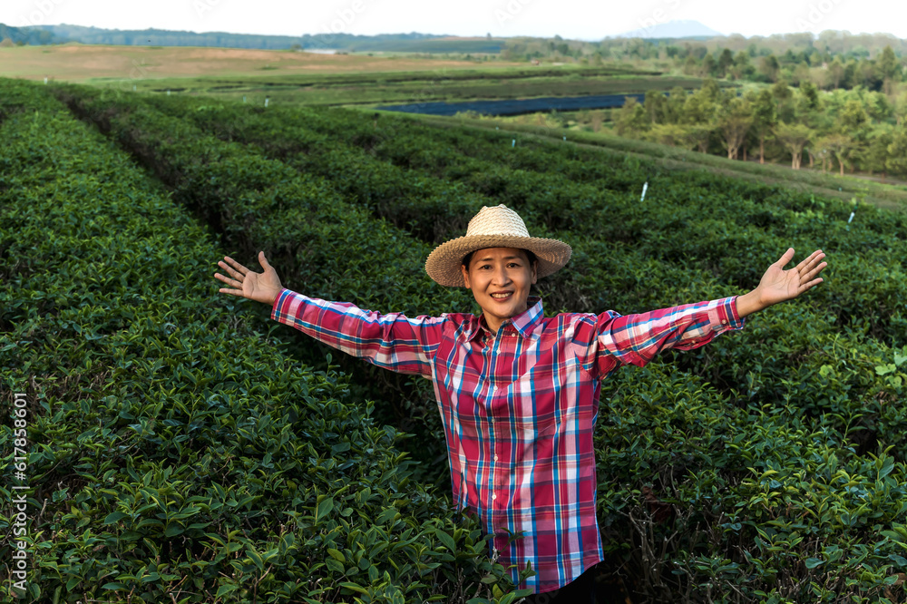 Asian tea farmer woman showing tea plantaion field on mountain in ...