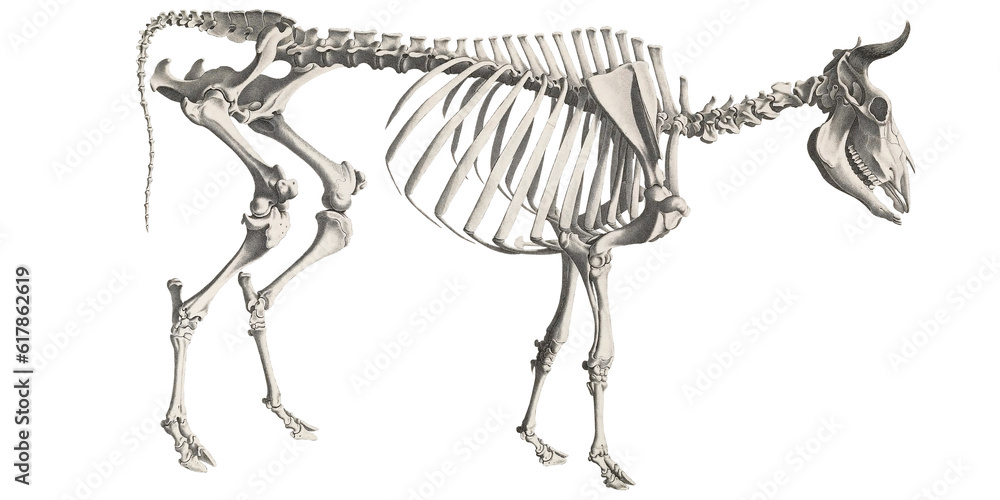 Retro Cow Skeleton Animal Anatomy Scientific Illustration Animal Farm ...